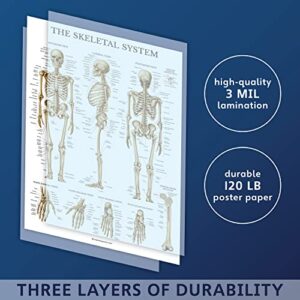 LAMINATED Skeletal System Poster - Human Skeleton Chart - 18 x 24 (Vertical Layout)