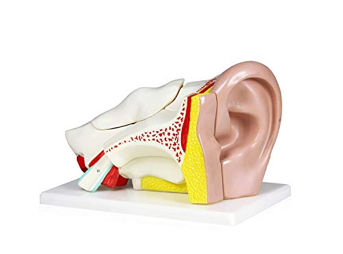 Parco Scientific PB00066 4X Ear | Shows External, Middle and Inner Ear | Removable Pieces Include Temporal Bone, Section Auditory Canal, Labyrinth, Tympanic Membrane, Malleus and Incus | W Manual