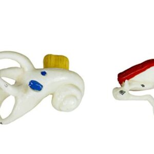 Parco Scientific PB00066 4X Ear | Shows External, Middle and Inner Ear | Removable Pieces Include Temporal Bone, Section Auditory Canal, Labyrinth, Tympanic Membrane, Malleus and Incus | W Manual