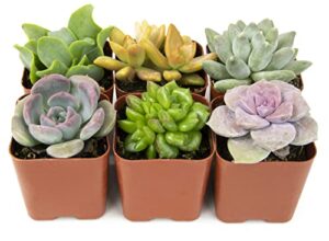 succulents plants live (6pk) potted succulent plants live house plants, cactus plants live plants indoor plants live houseplants, indoor plant succulents live plant house plant by plants for pets