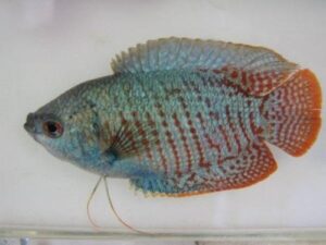 neon blue dwarf gourami male