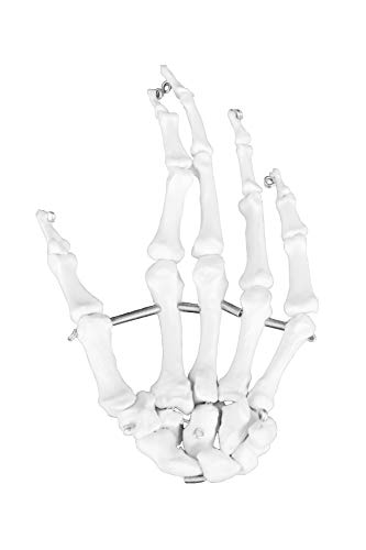 Parco Scientific PB00028, Disarticulated Medical Skeleton Model | Life Size Skeleton | Total 206 Bones | One Hand and Foot are Wired to Highlight Structure | Labeled Diagram and Study Guide Included