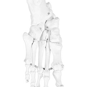 Parco Scientific PB00028, Disarticulated Medical Skeleton Model | Life Size Skeleton | Total 206 Bones | One Hand and Foot are Wired to Highlight Structure | Labeled Diagram and Study Guide Included