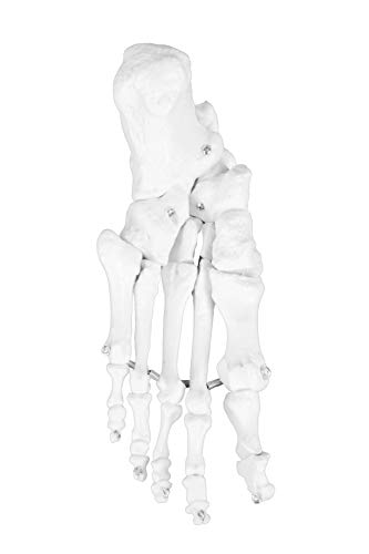 Parco Scientific PB00028, Disarticulated Medical Skeleton Model | Life Size Skeleton | Total 206 Bones | One Hand and Foot are Wired to Highlight Structure | Labeled Diagram and Study Guide Included