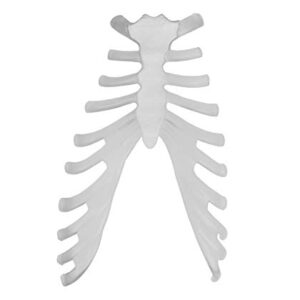 Parco Scientific PB00028, Disarticulated Medical Skeleton Model | Life Size Skeleton | Total 206 Bones | One Hand and Foot are Wired to Highlight Structure | Labeled Diagram and Study Guide Included