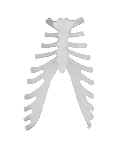 Parco Scientific PB00028, Disarticulated Medical Skeleton Model | Life Size Skeleton | Total 206 Bones | One Hand and Foot are Wired to Highlight Structure | Labeled Diagram and Study Guide Included