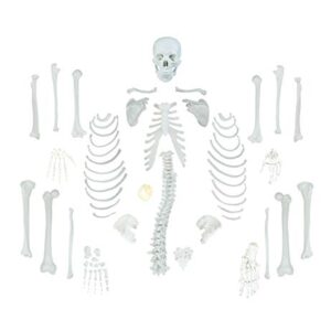 Parco Scientific PB00028, Disarticulated Medical Skeleton Model | Life Size Skeleton | Total 206 Bones | One Hand and Foot are Wired to Highlight Structure | Labeled Diagram and Study Guide Included