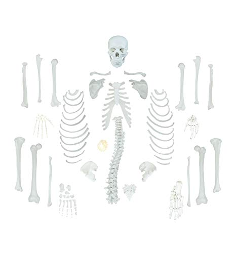 Parco Scientific PB00028, Disarticulated Medical Skeleton Model | Life Size Skeleton | Total 206 Bones | One Hand and Foot are Wired to Highlight Structure | Labeled Diagram and Study Guide Included