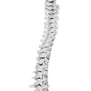 Parco Scientific PB00028, Disarticulated Medical Skeleton Model | Life Size Skeleton | Total 206 Bones | One Hand and Foot are Wired to Highlight Structure | Labeled Diagram and Study Guide Included