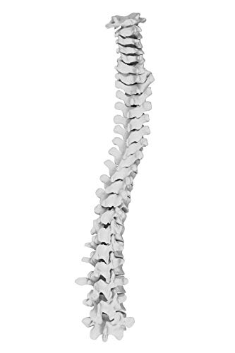 Parco Scientific PB00028, Disarticulated Medical Skeleton Model | Life Size Skeleton | Total 206 Bones | One Hand and Foot are Wired to Highlight Structure | Labeled Diagram and Study Guide Included