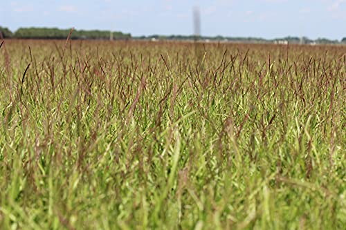 Centipede Grass Seed for a Dense Green Lawn, NO Mulch, 1 lb Coated Seeds, Sun and Moderate Shade Tolerant Lawn Seeding and Turf Patch Repair, Southern Southeast US, Low Fertilizer Low Maintenance