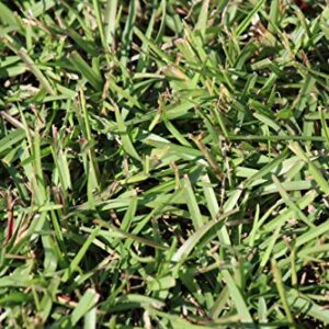 Centipede Grass Seed for a Dense Green Lawn, NO Mulch, 1 lb Coated Seeds, Sun and Moderate Shade Tolerant Lawn Seeding and Turf Patch Repair, Southern Southeast US, Low Fertilizer Low Maintenance