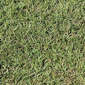 Centipede Grass Seed for a Dense Green Lawn, NO Mulch, 1 lb Coated Seeds, Sun and Moderate Shade Tolerant Lawn Seeding and Turf Patch Repair, Southern Southeast US, Low Fertilizer Low Maintenance