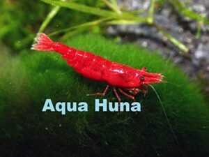 aqua huna red cherry shrimp (grade a) - 10 pack