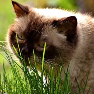 Crafted-Brand Simple Cat Grass Blend | 100% US Organic + 4 Popular Seeds | Wheat, Barley, Oats, and Rye Seed Mix Combo | Show Your Love with a Healthy Pet Treat and Snack (6 Ounce (~4800 Seeds))