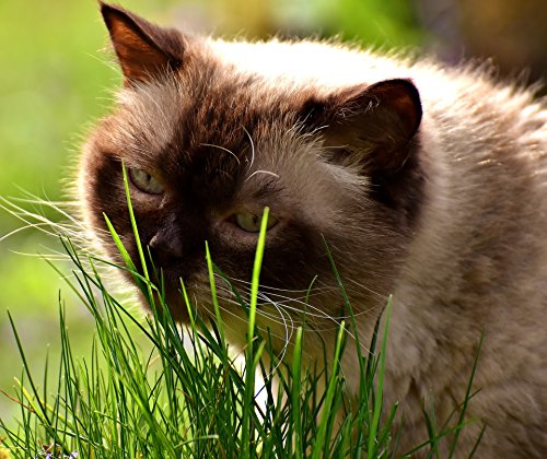 Crafted-Brand Simple Cat Grass Blend | 100% US Organic + 4 Popular Seeds | Wheat, Barley, Oats, and Rye Seed Mix Combo | Show Your Love with a Healthy Pet Treat and Snack (6 Ounce (~4800 Seeds))