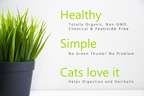 Crafted-Brand Simple Cat Grass Blend | 100% US Organic + 4 Popular Seeds | Wheat, Barley, Oats, and Rye Seed Mix Combo | Show Your Love with a Healthy Pet Treat and Snack (6 Ounce (~4800 Seeds))