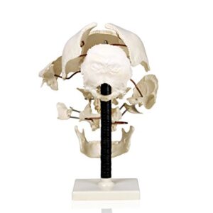 Parco Scientific PB00050 Life Size Beauchene Model | “Exploded” to Show How Bones Fit Together | Disarticulated, Mounted on Wire to Retain Spatial Relationship | Med. Studies | W Identification Key