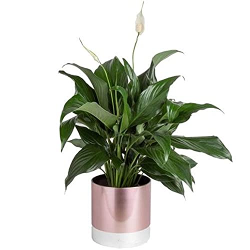 Costa Farms Peace Lily Plant, Live Indoor House Plant with White Flowers, Room Air Purifier in Premium Decor Planter, Potting Soil Mix, Anniversary, Housewarming Gift, Home Decor, 15-Inches Tall