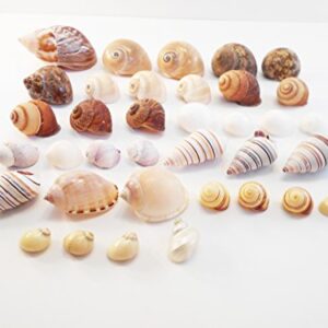 FSG - Select 35 Hermit Crab Shells Assorted Changing Seashells SMALL 1/2"-2" Size (opening size 1/4" - 1") Beautiful