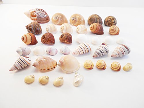 FSG - Select 35 Hermit Crab Shells Assorted Changing Seashells SMALL 1/2"-2" Size (opening size 1/4" - 1") Beautiful