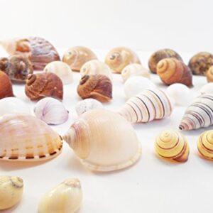 FSG - Select 35 Hermit Crab Shells Assorted Changing Seashells SMALL 1/2"-2" Size (opening size 1/4" - 1") Beautiful