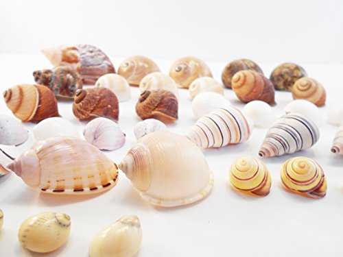 FSG - Select 35 Hermit Crab Shells Assorted Changing Seashells SMALL 1/2"-2" Size (opening size 1/4" - 1") Beautiful