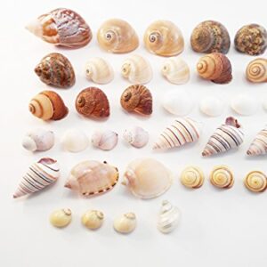 FSG - Select 35 Hermit Crab Shells Assorted Changing Seashells SMALL 1/2"-2" Size (opening size 1/4" - 1") Beautiful