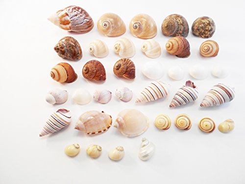 FSG - Select 35 Hermit Crab Shells Assorted Changing Seashells SMALL 1/2"-2" Size (opening size 1/4" - 1") Beautiful