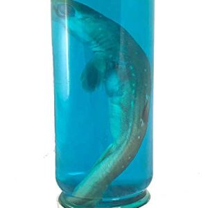 Real Shark in a Bottle Jar, Marine Specimen Taxidermy, Fishing, Jaws