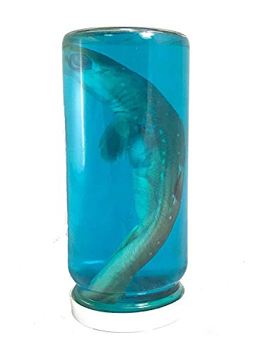 Real Shark in a Bottle Jar, Marine Specimen Taxidermy, Fishing, Jaws