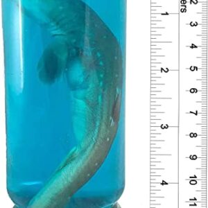 Real Shark in a Bottle Jar, Marine Specimen Taxidermy, Fishing, Jaws