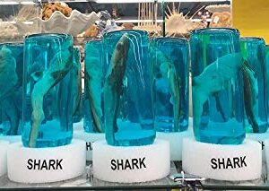 Real Shark in a Bottle Jar, Marine Specimen Taxidermy, Fishing, Jaws