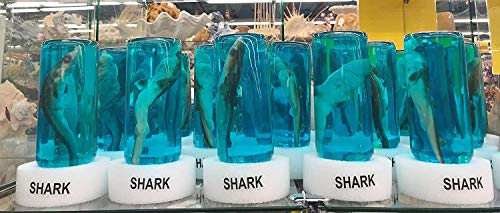 Real Shark in a Bottle Jar, Marine Specimen Taxidermy, Fishing, Jaws