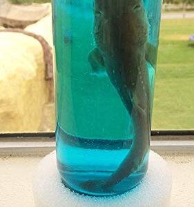 Real Shark in a Bottle Jar, Marine Specimen Taxidermy, Fishing, Jaws