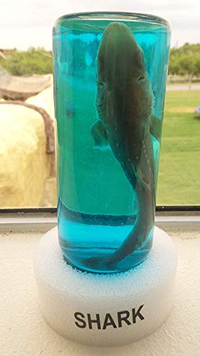 Real Shark in a Bottle Jar, Marine Specimen Taxidermy, Fishing, Jaws