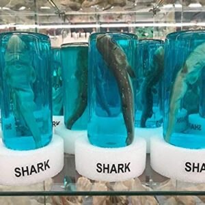 Real Shark in a Bottle Jar, Marine Specimen Taxidermy, Fishing, Jaws