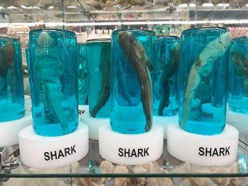 Real Shark in a Bottle Jar, Marine Specimen Taxidermy, Fishing, Jaws