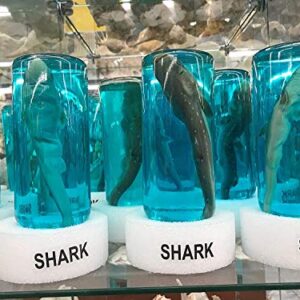 Real Shark in a Bottle Jar, Marine Specimen Taxidermy, Fishing, Jaws