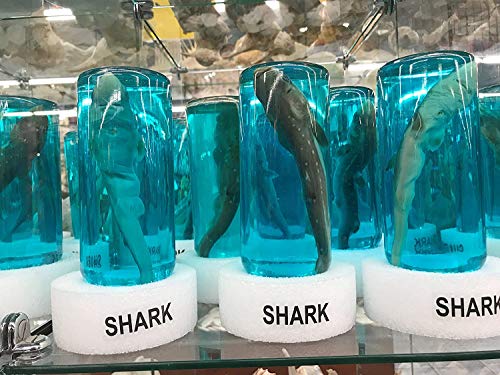 Real Shark in a Bottle Jar, Marine Specimen Taxidermy, Fishing, Jaws