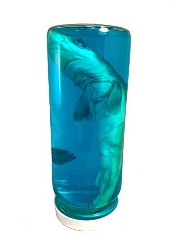 Real Shark in a Bottle Jar, Marine Specimen Taxidermy, Fishing, Jaws