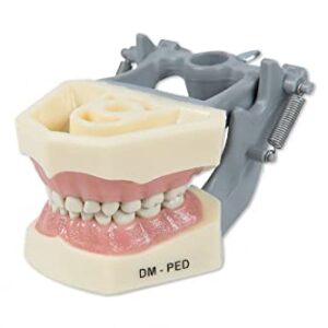 Dental Anatomy Pediatric Typodont Model 760 with Removable Teeth