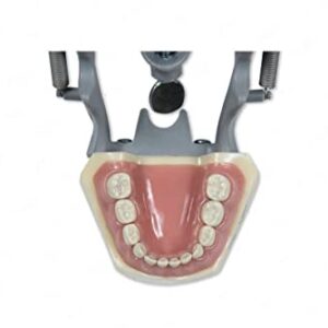 Dental Anatomy Pediatric Typodont Model 760 with Removable Teeth