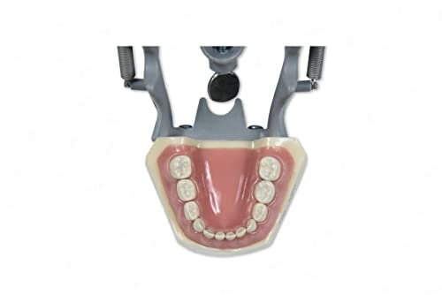 Dental Anatomy Pediatric Typodont Model 760 with Removable Teeth