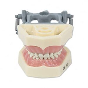 Dental Anatomy Pediatric Typodont Model 760 with Removable Teeth