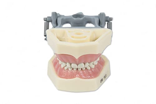 Dental Anatomy Pediatric Typodont Model 760 with Removable Teeth