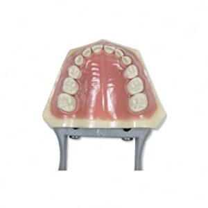 Dental Anatomy Pediatric Typodont Model 760 with Removable Teeth