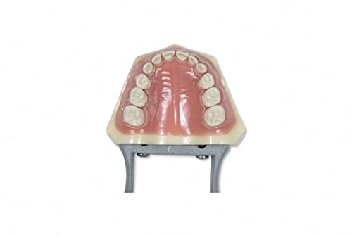 Dental Anatomy Pediatric Typodont Model 760 with Removable Teeth