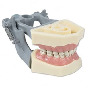 Dental Anatomy Pediatric Typodont Model 760 with Removable Teeth