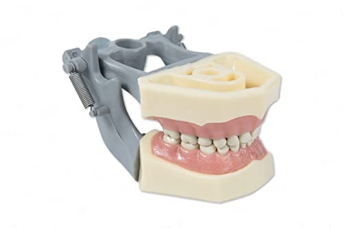 Dental Anatomy Pediatric Typodont Model 760 with Removable Teeth